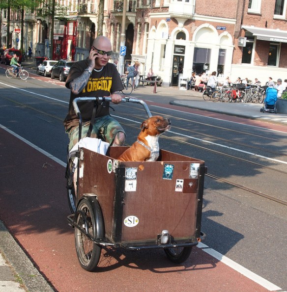 Amsterdam: Dutch dogs know how to ride… – The Urban Observer