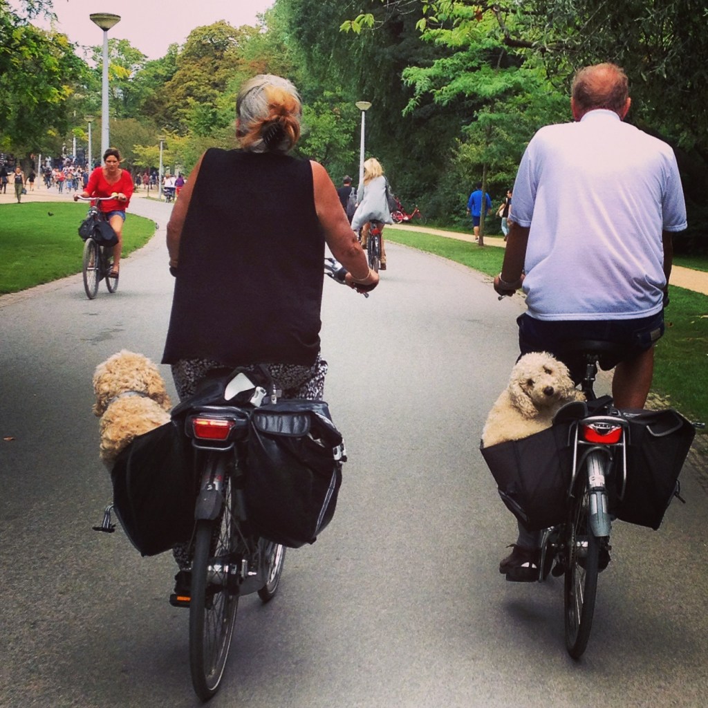 Amsterdam: Dutch dogs know how to ride… – The Urban Observer