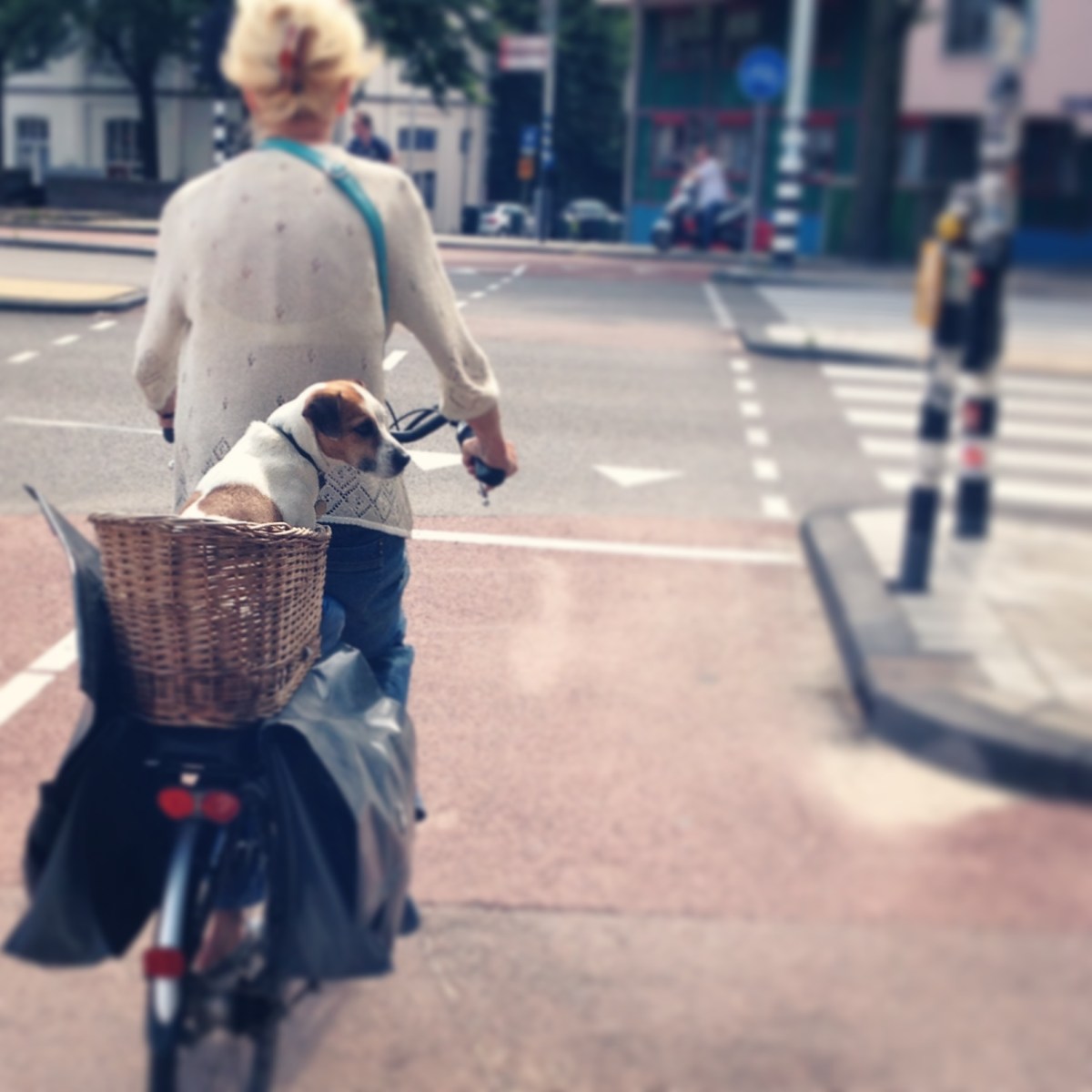 Amsterdam: Dutch dogs know how to ride… – The Urban Observer